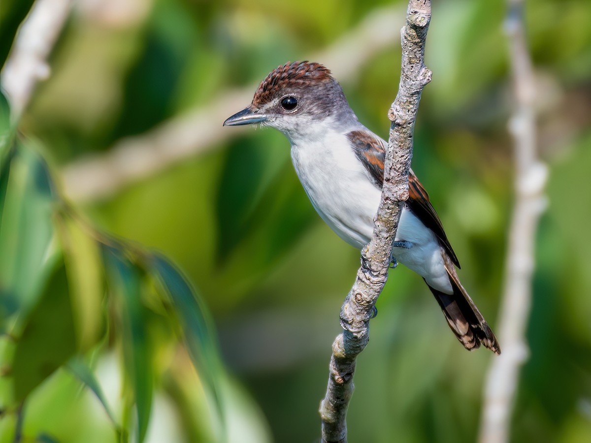 Glossy-backed Becard - Pachyramphus surinamus - Birds of the World