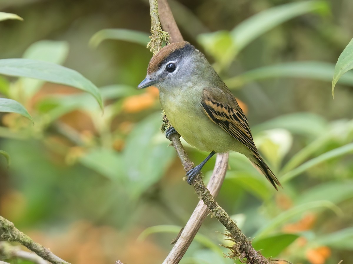 Cryptic Becard - Pachyramphus salvini - Birds of the World