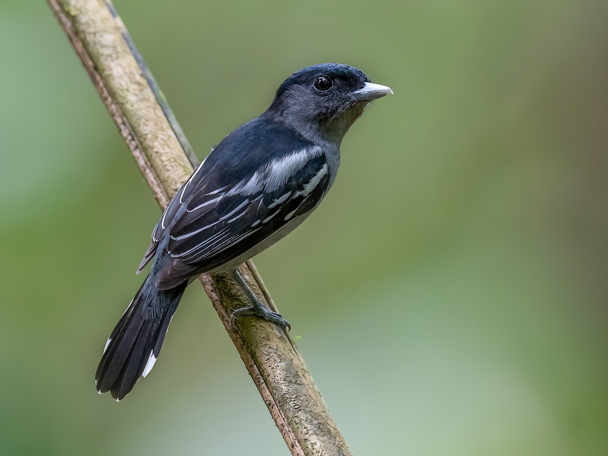 White-winged Becard - Pachyramphus polychopterus - Birds of the World