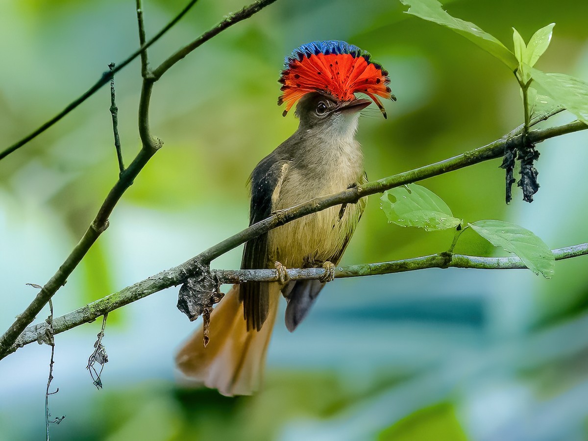 Tropical Royal Flycatcher - Onychorhynchus coronatus - Birds of the World