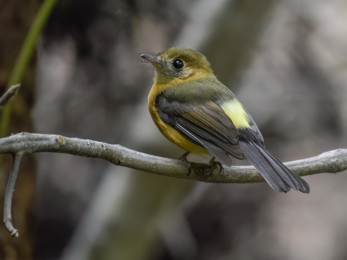 Sulphur-rumped Flycatcher - Myiobius sulphureipygius - Birds of the World