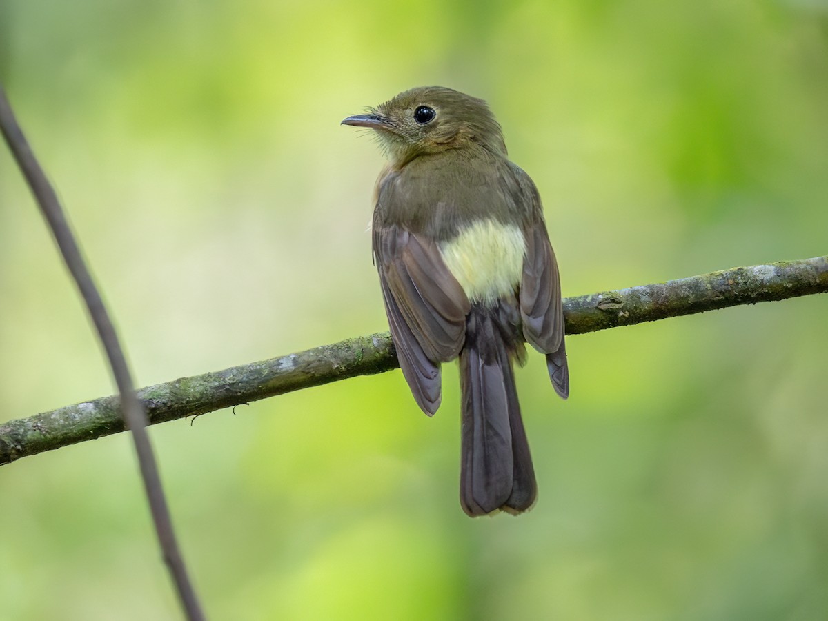 Whiskered Flycatcher - Myiobius barbatus - Birds of the World