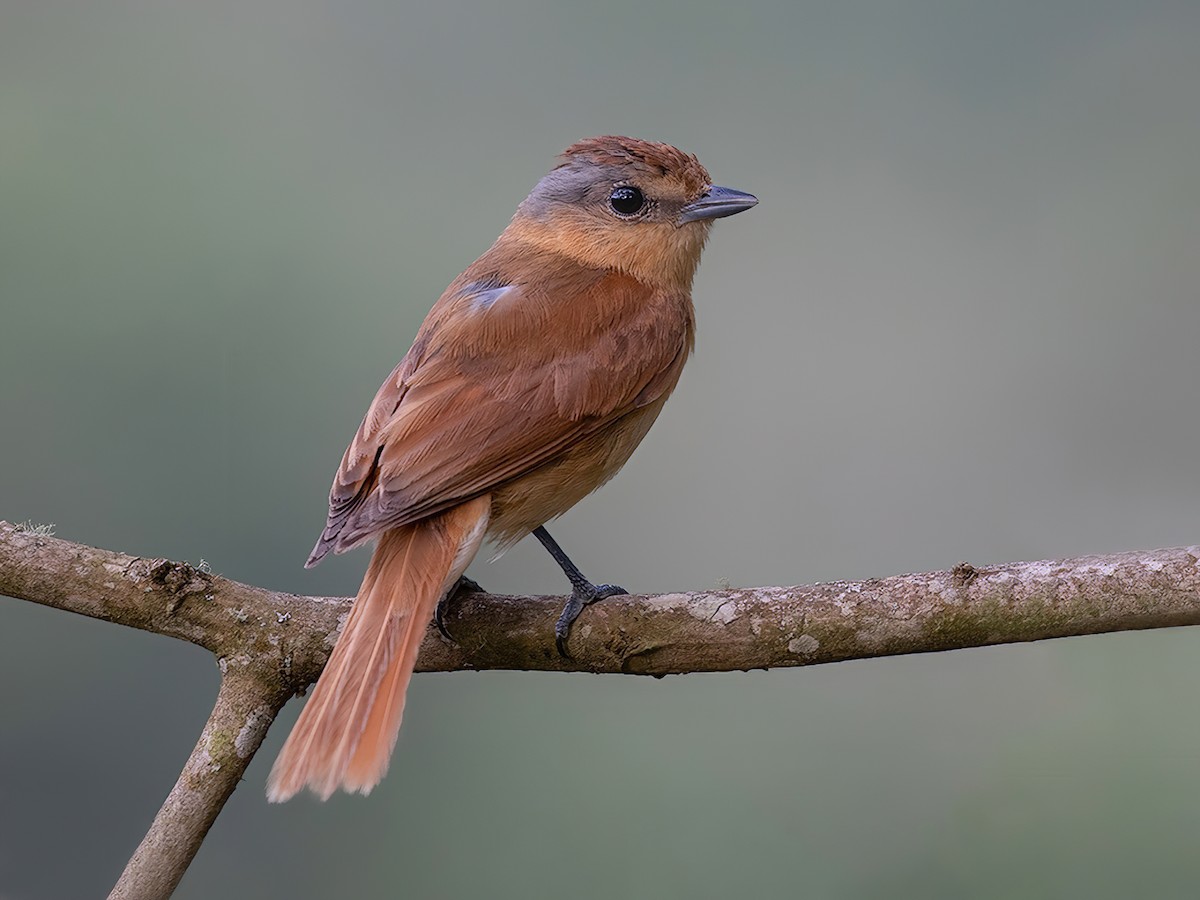 Chestnut-crowned Becard - Pachyramphus castaneus - Birds of the World