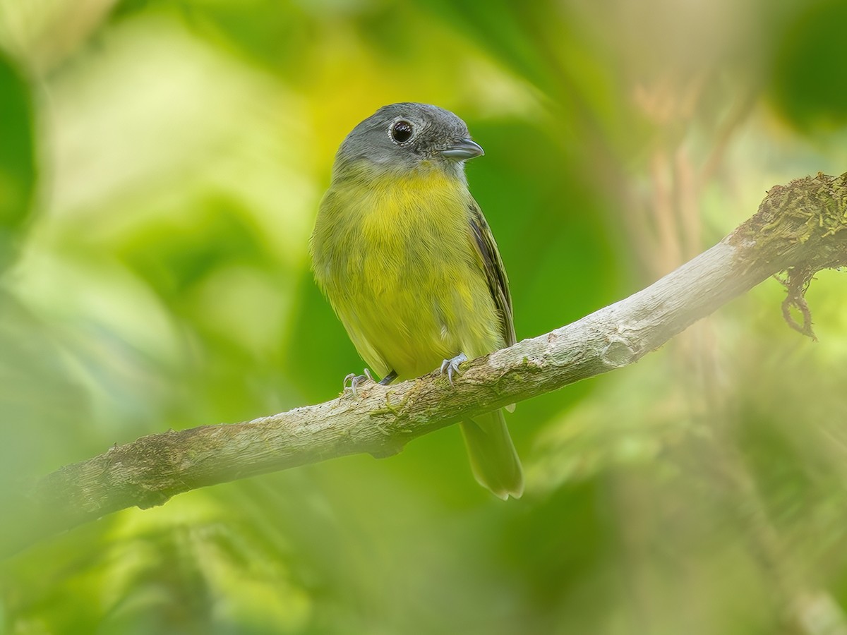 Gray-headed Piprites - Piprites griseiceps - Birds of the World