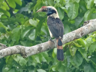 Mindoro Hornbill - Penelopides mindorensis - Birds of the World