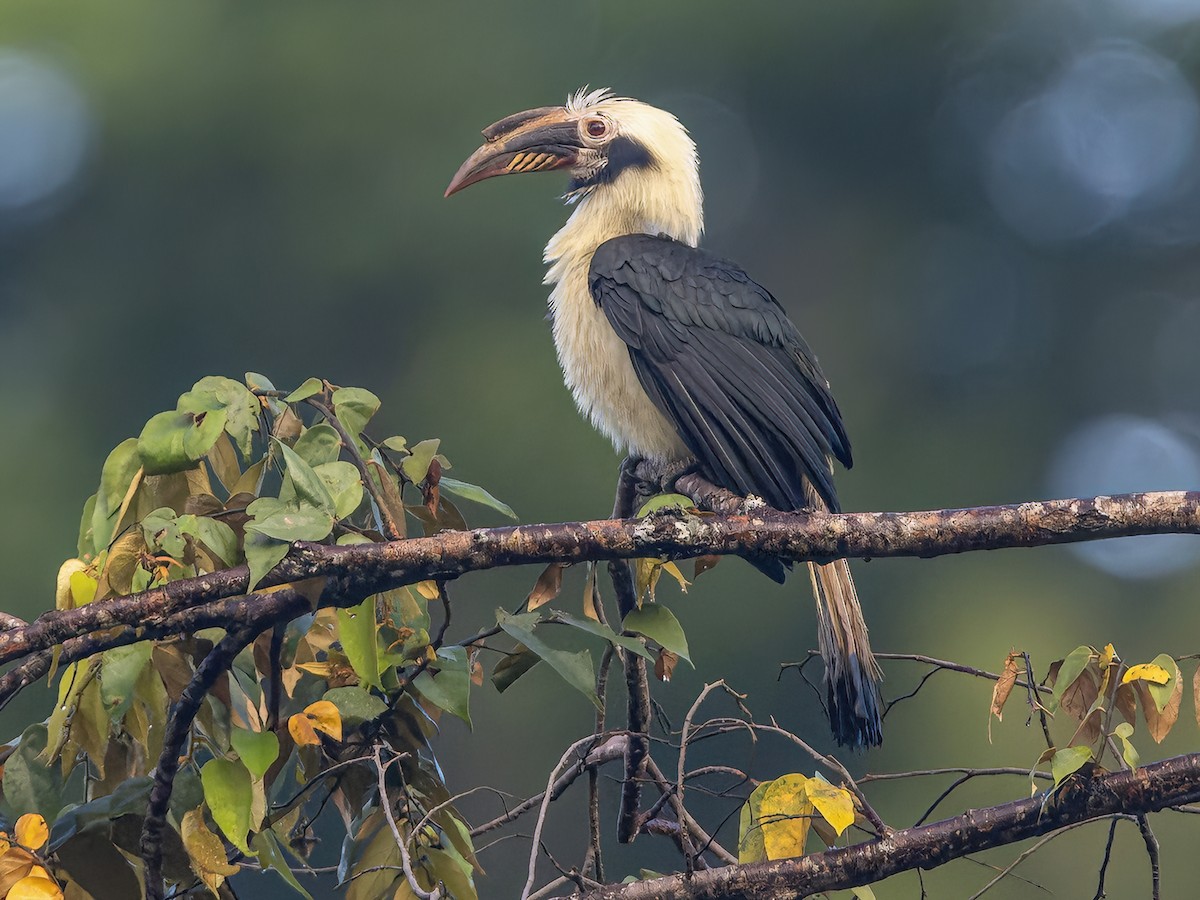Samar Hornbill - Penelopides samarensis - Birds of the World