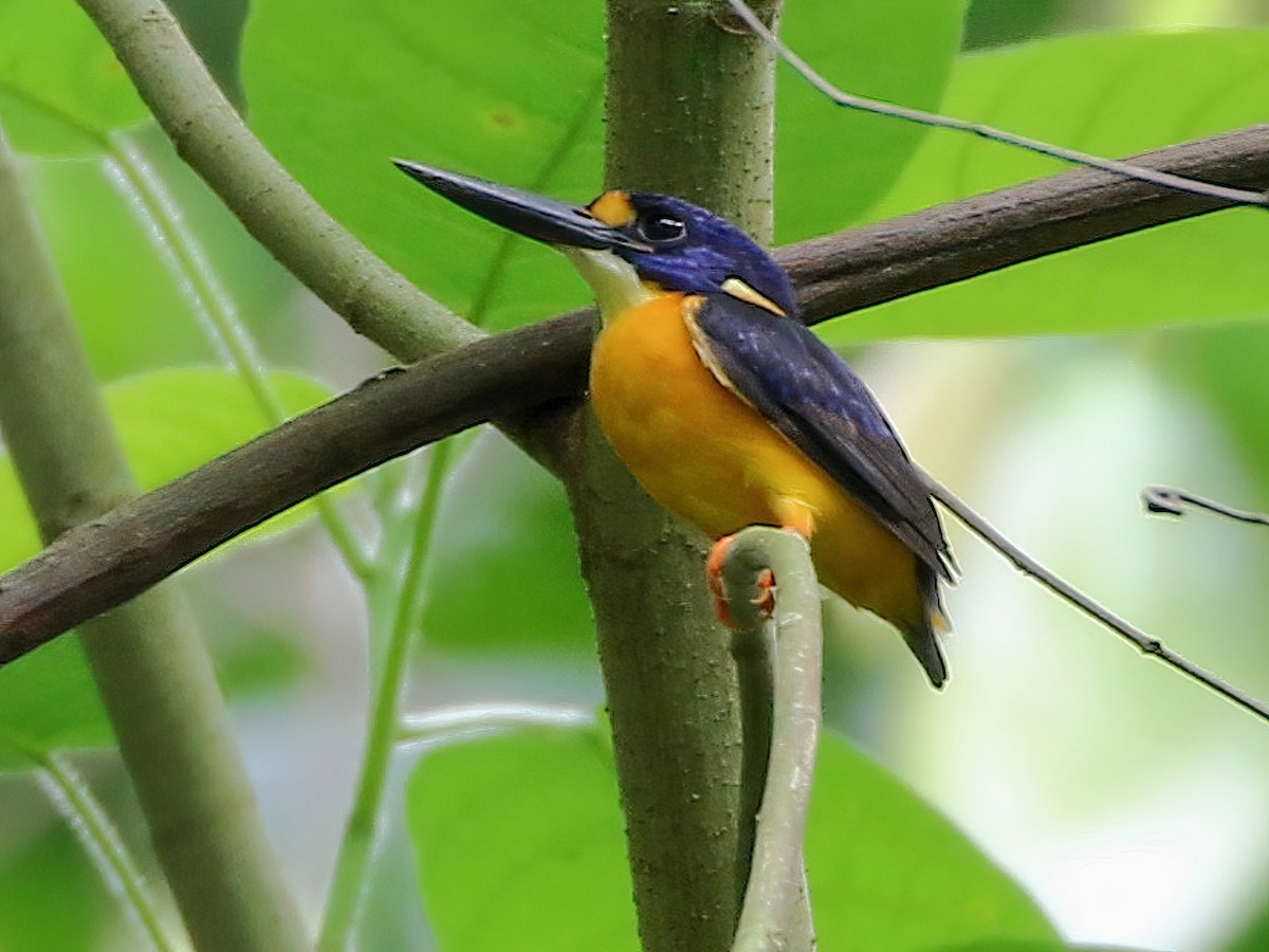New Ireland Dwarf-Kingfisher - Ceyx mulcatus - Birds of the World