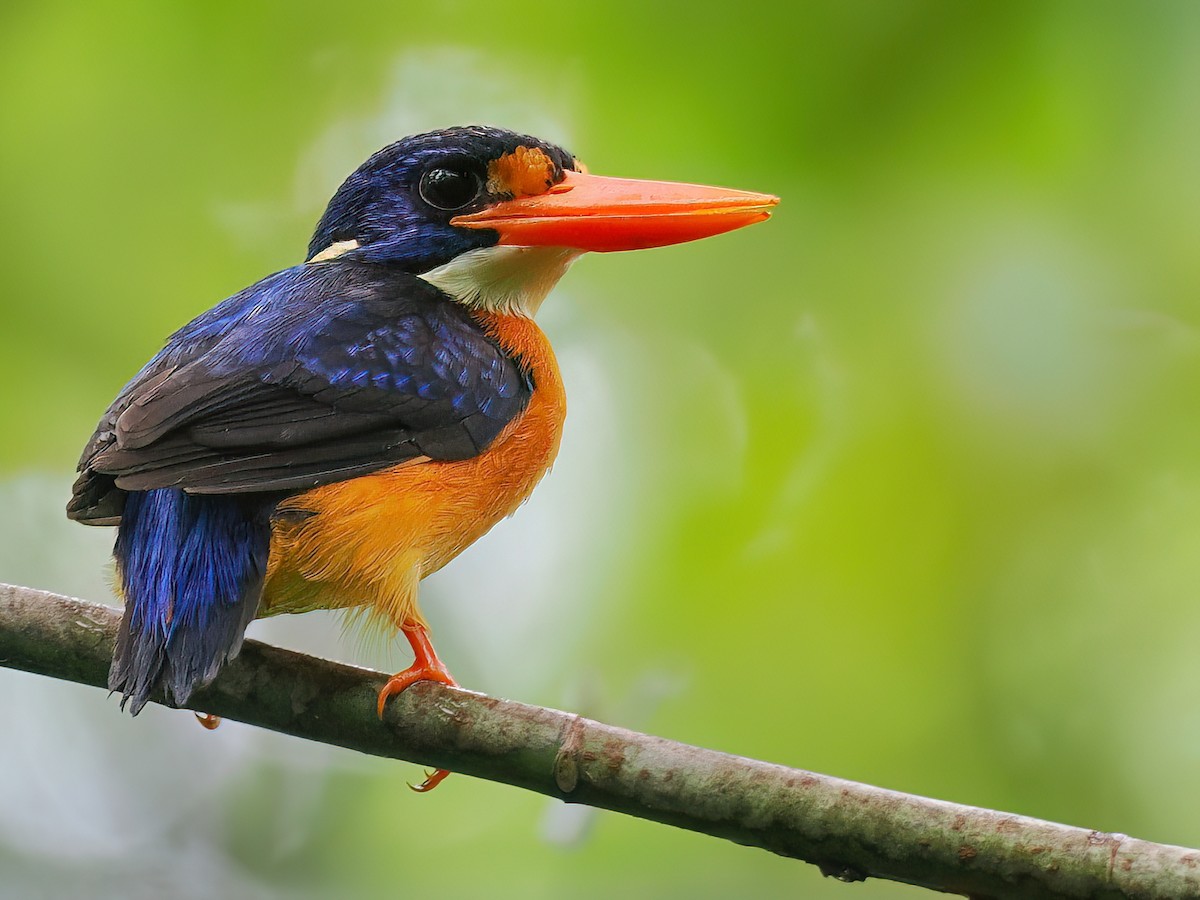 New Georgia Dwarf-Kingfisher - Ceyx collectoris - Birds of the World