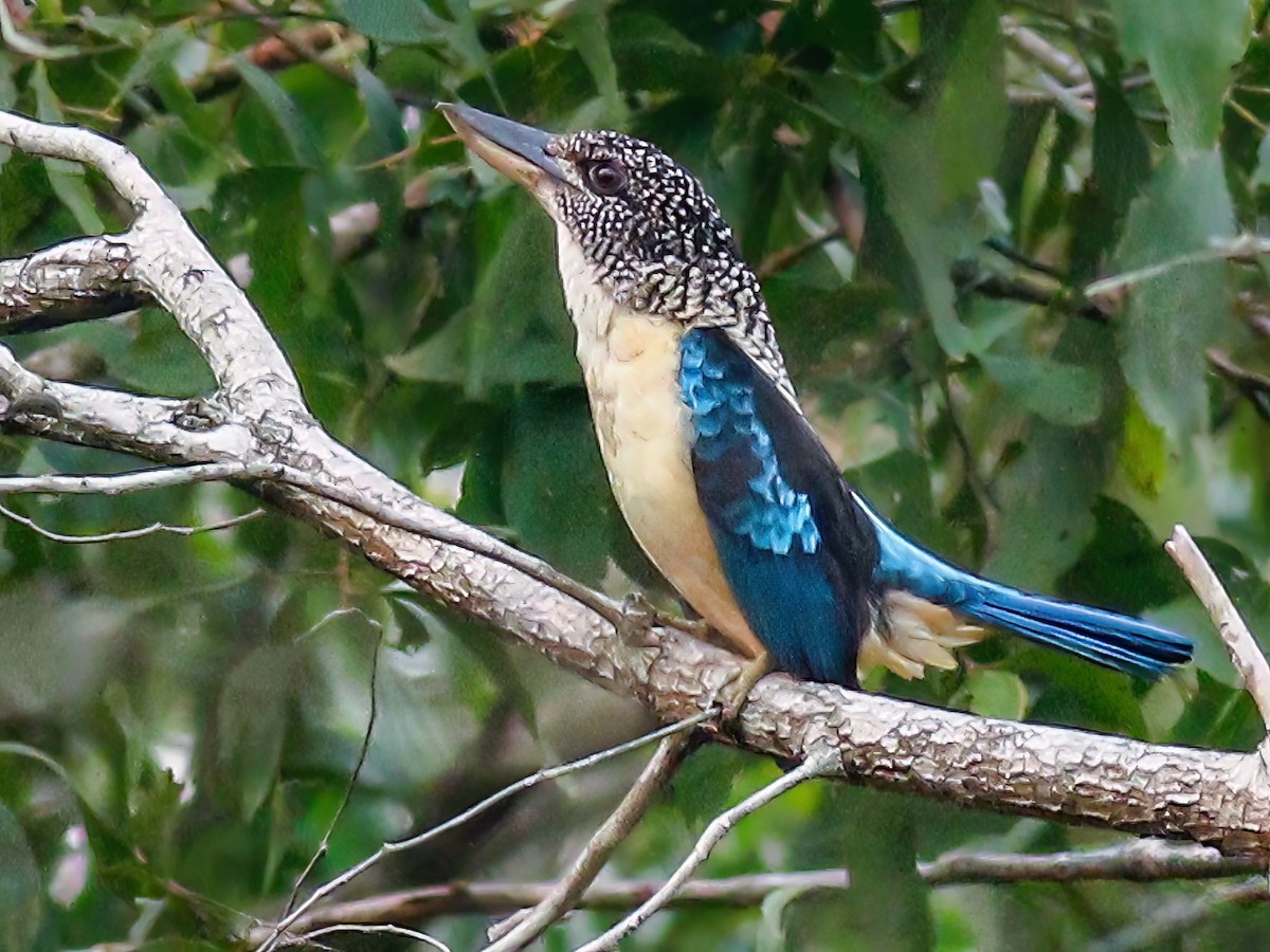Spangled Kookaburra - Dacelo tyro - Birds of the World
