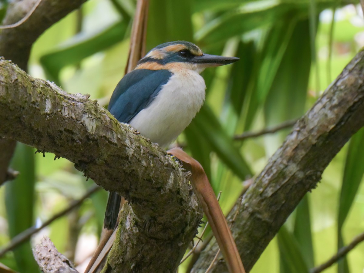 Mewing Kingfisher - Todiramphus ruficollaris - Birds of the World