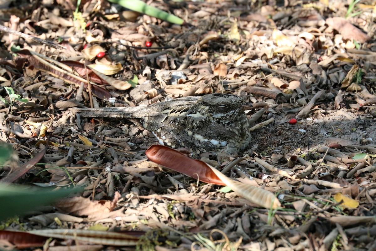 Square-tailed Nightjar - Caprimulgus fossii - Birds of the World