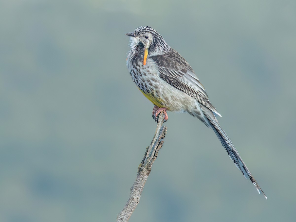 Yellow Wattlebird - Anthochaera paradoxa - Birds of the World