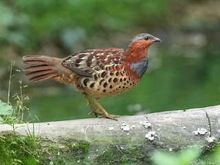 Chinese Bamboo-Partridge - Bambusicola thoracicus - Birds of the World