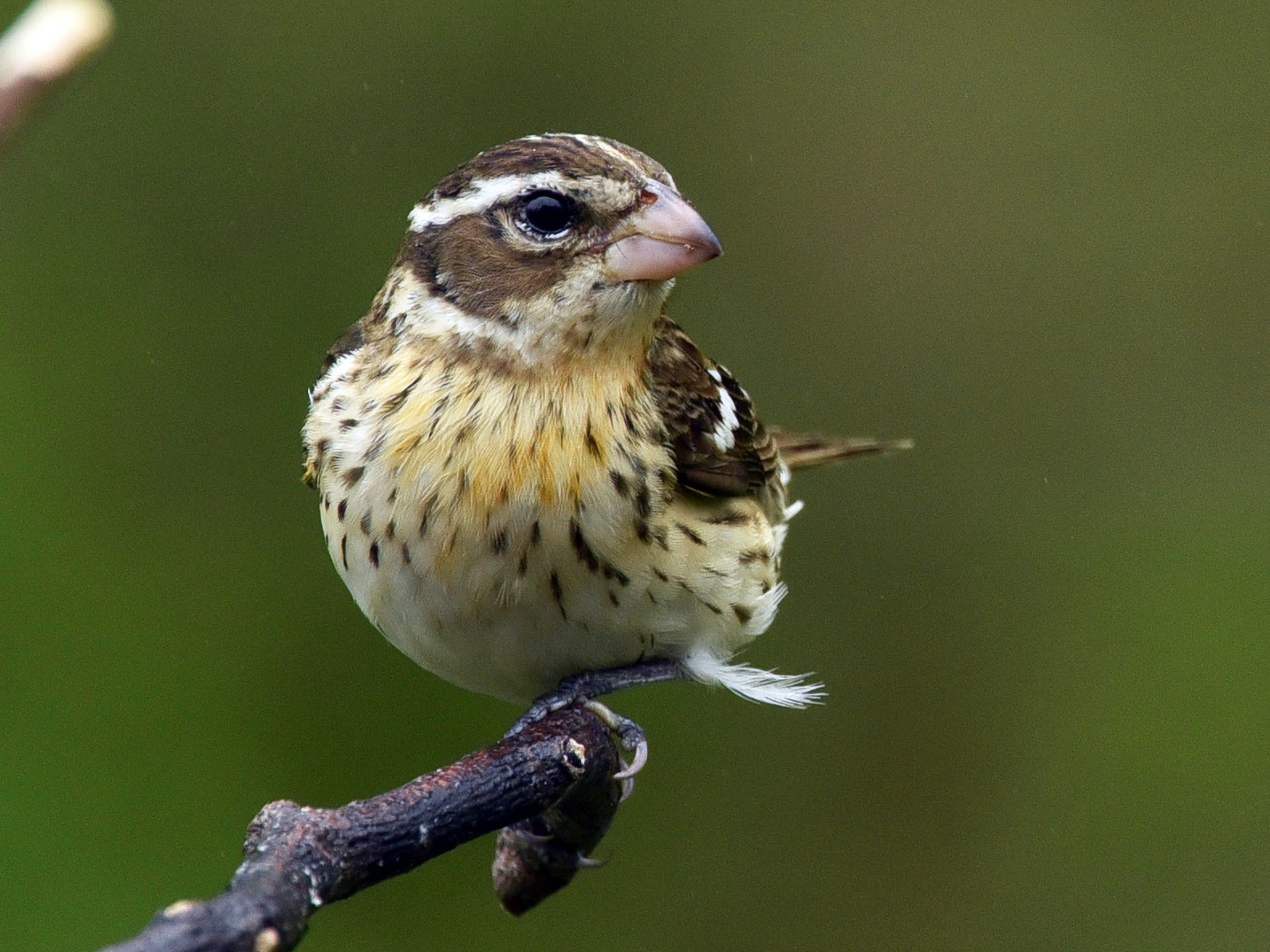 Rose-breasted Grosbeak - eBird
