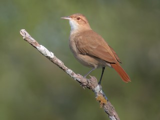 Rufous Hornero - Furnarius rufus - Birds of the World