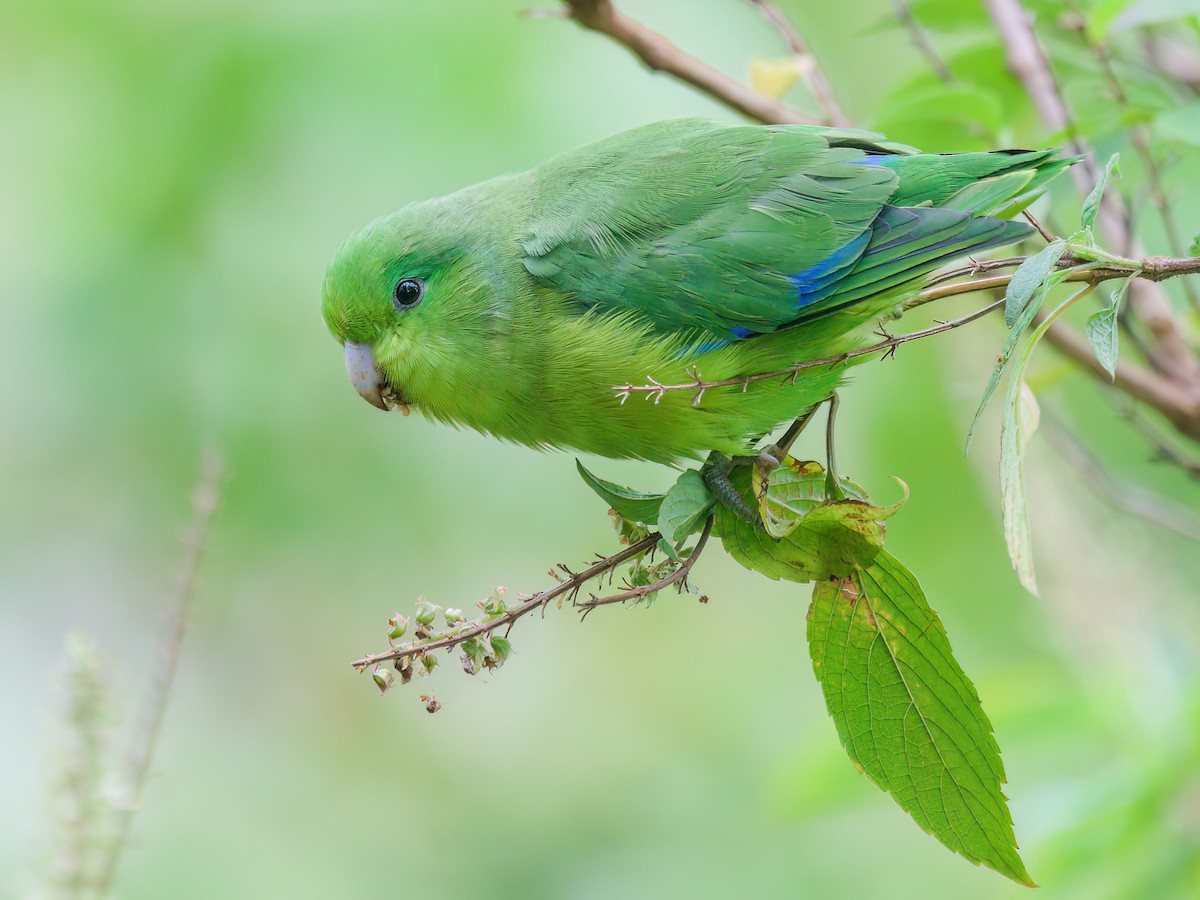 Cobalt-rumped Parrotlet - Forpus xanthopterygius - Birds of the World