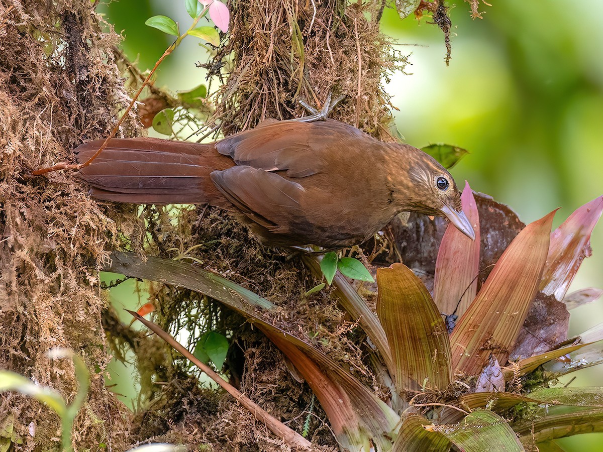 Uniform Treehunter - Thripadectes ignobilis - Birds of the World
