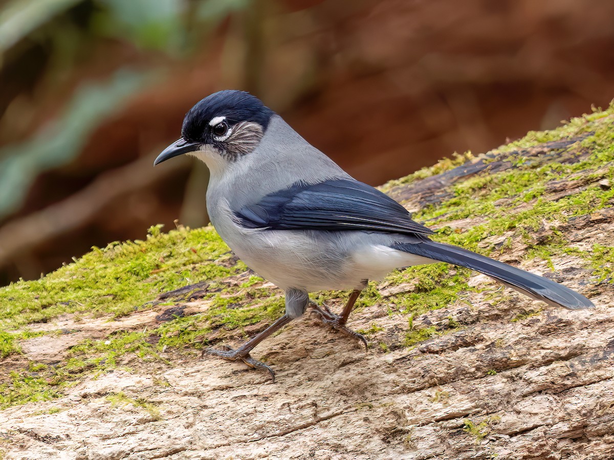 Black-headed Sibia - Heterophasia desgodinsi - Birds of the World