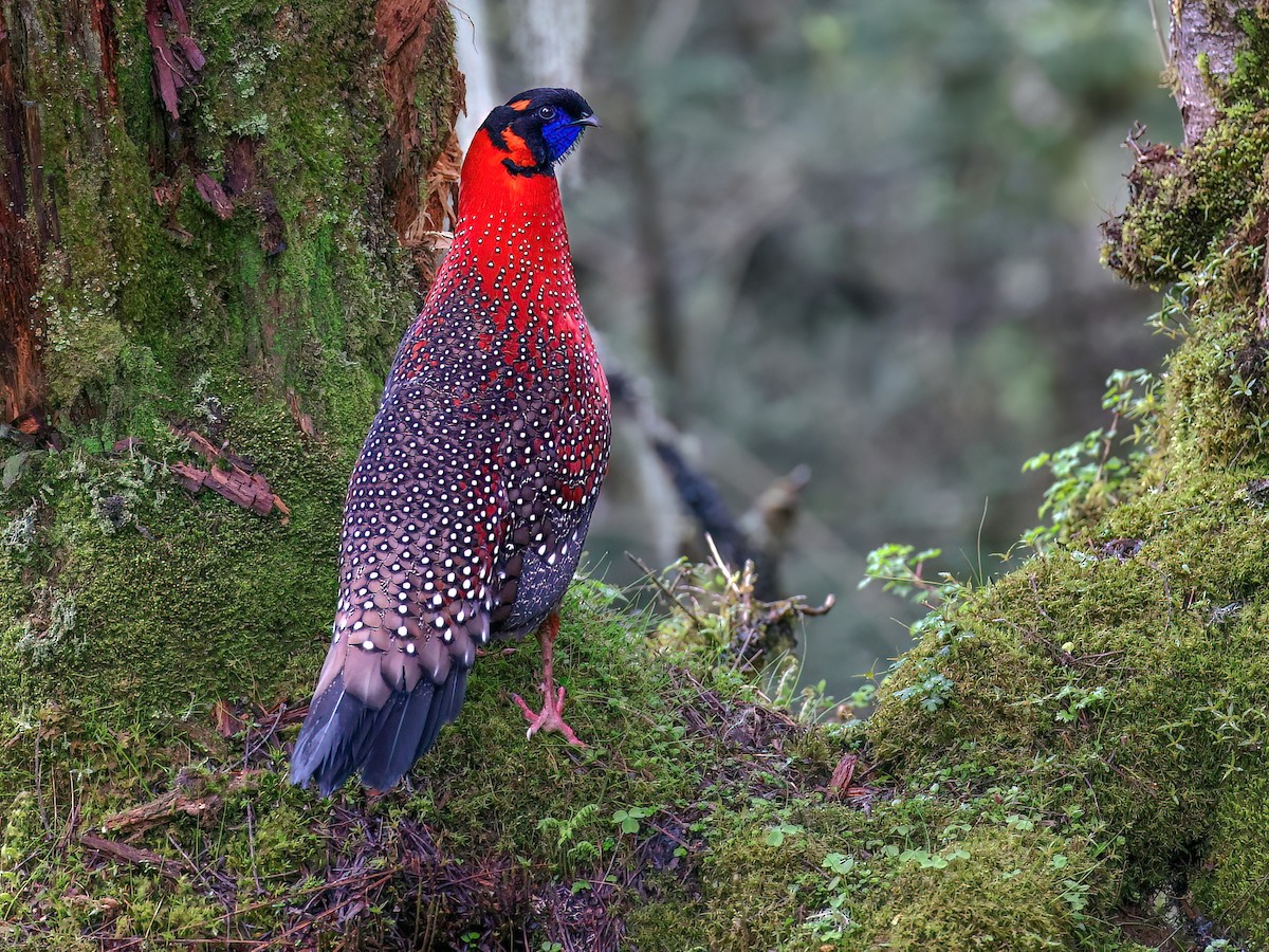 Satyr Tragopan - Tragopan satyra - Birds of the World