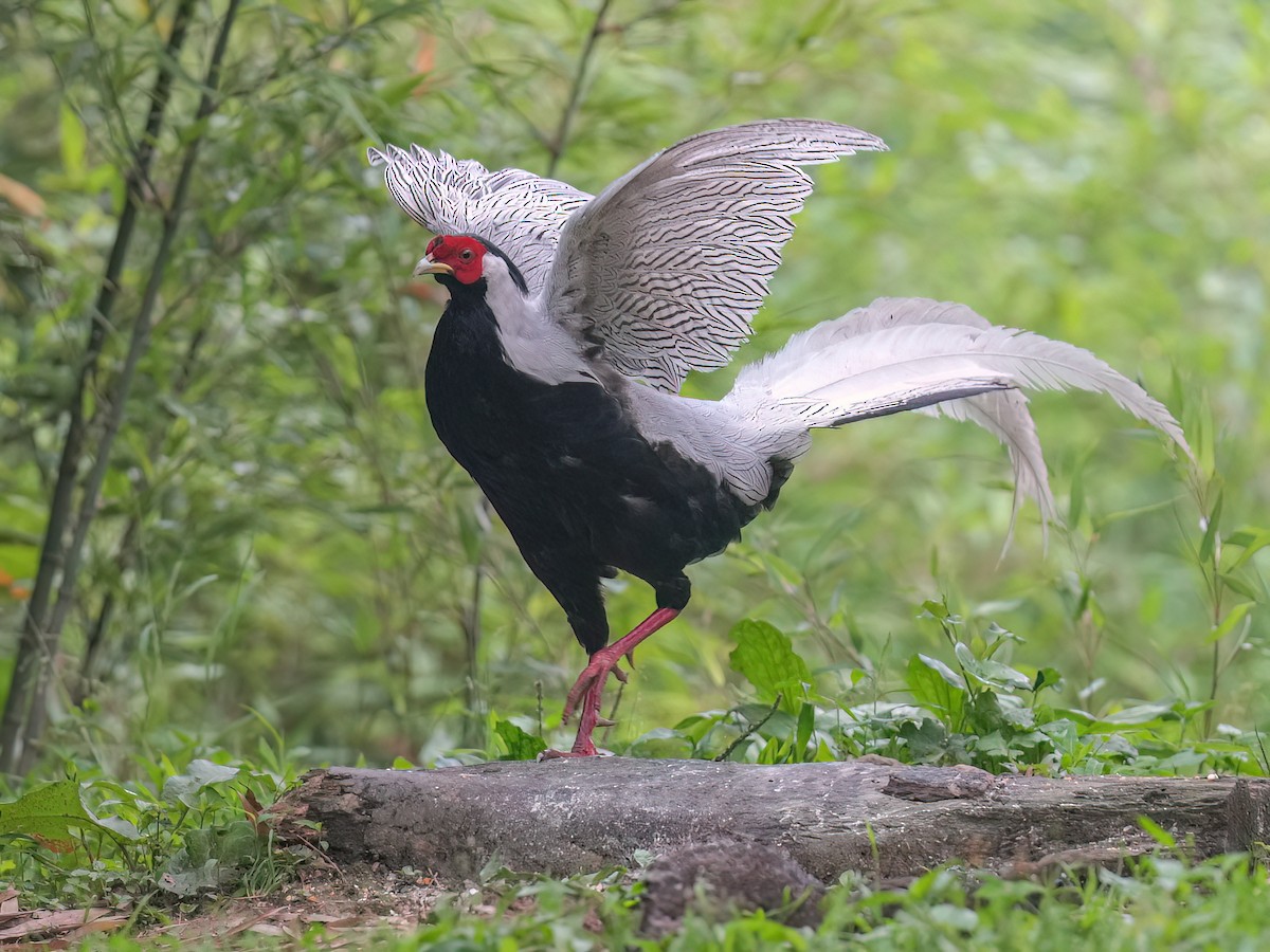 Silver Pheasant - Lophura nycthemera - Birds of the World