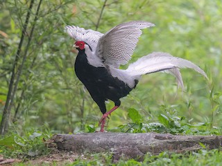 Silver Pheasant - Lophura nycthemera - Birds of the World