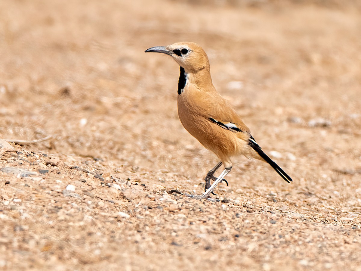 Iranian Ground-Jay - Podoces pleskei - Birds of the World