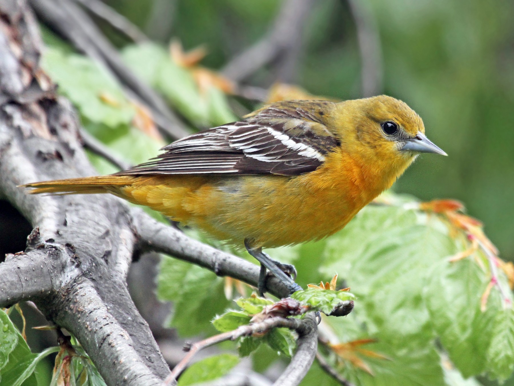Baltimore Oriole Range