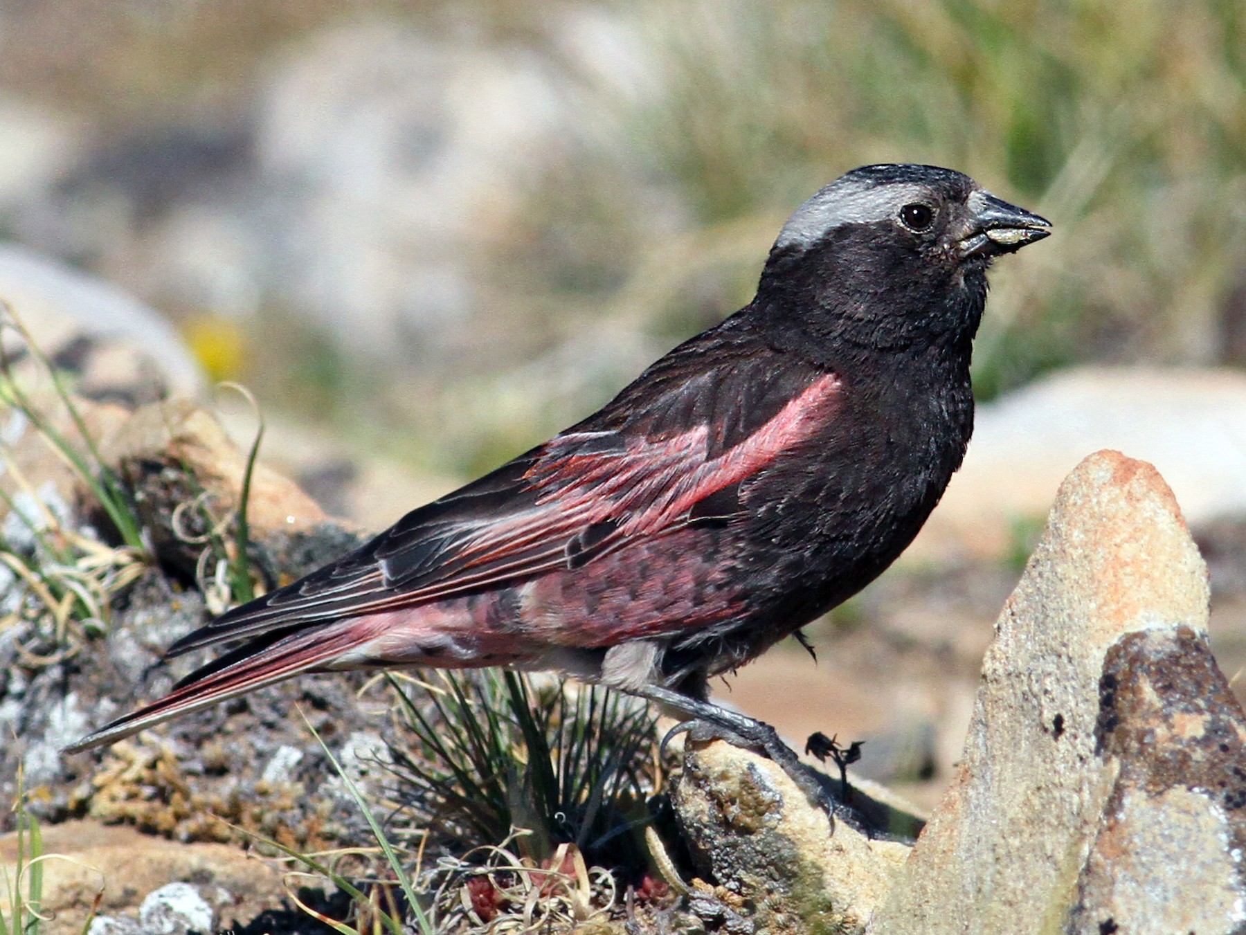 Black Rosy-Finch - eBird