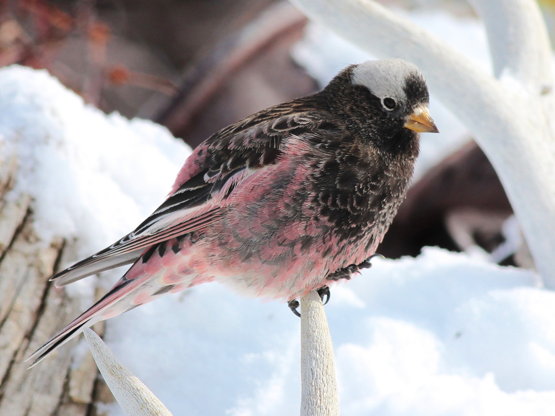 Black Rosy-Finch - eBird