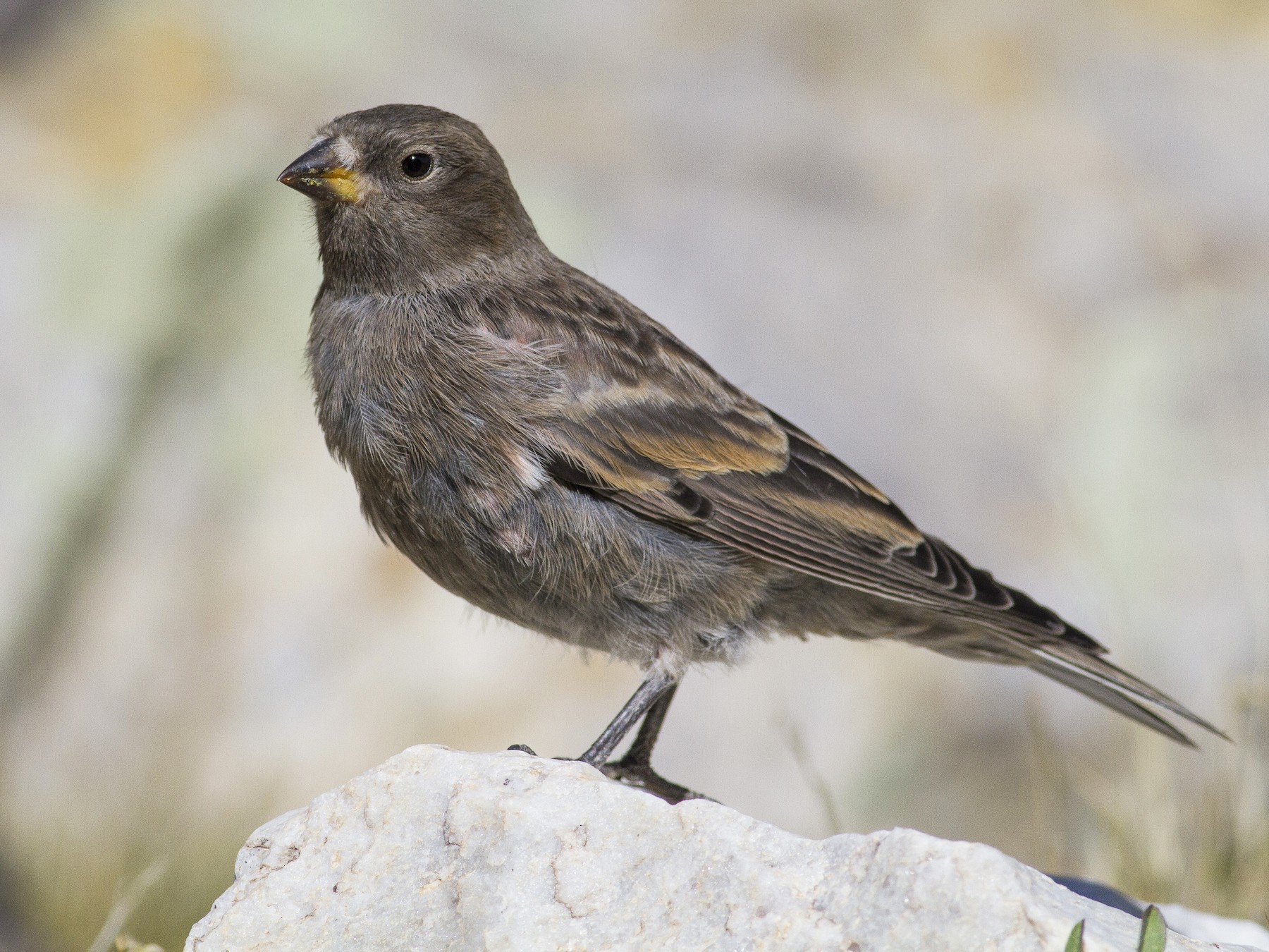 Black Rosy-Finch - eBird