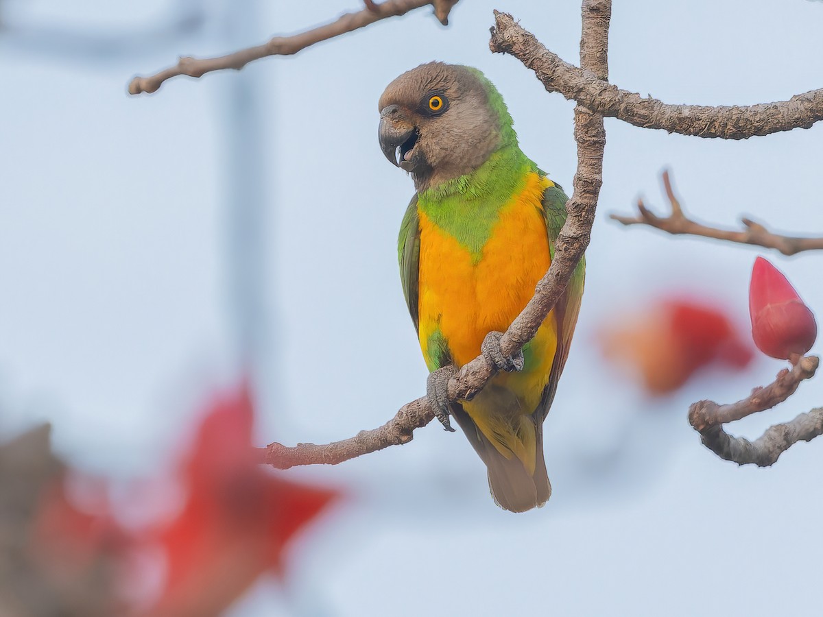 Senegal Parrot - Poicephalus senegalus - Birds of the World