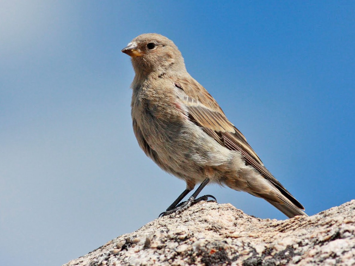 Brown-capped Rosy-Finch - eBird