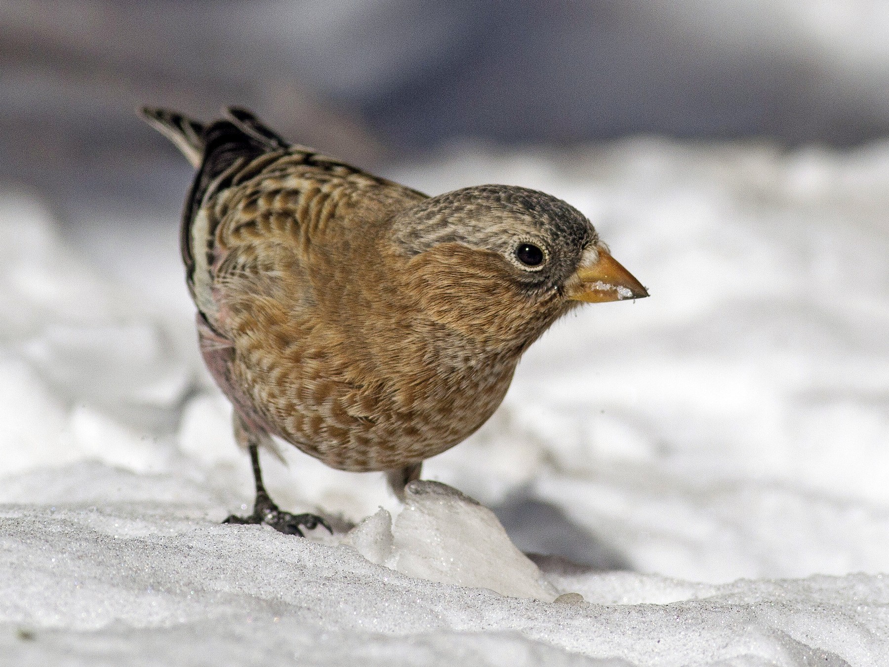 Brown-capped Rosy-Finch - eBird