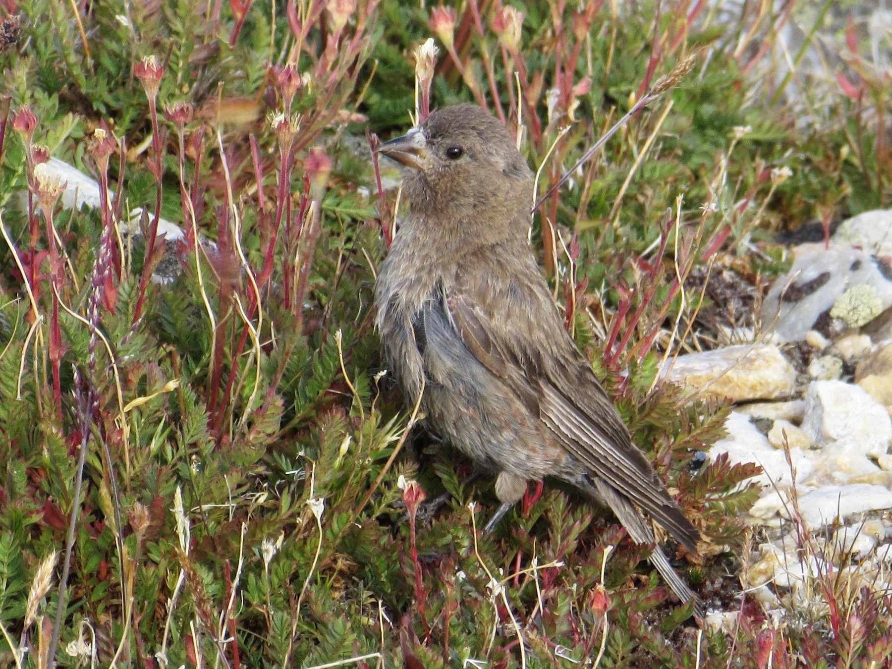 Brown-capped Rosy-Finch - eBird