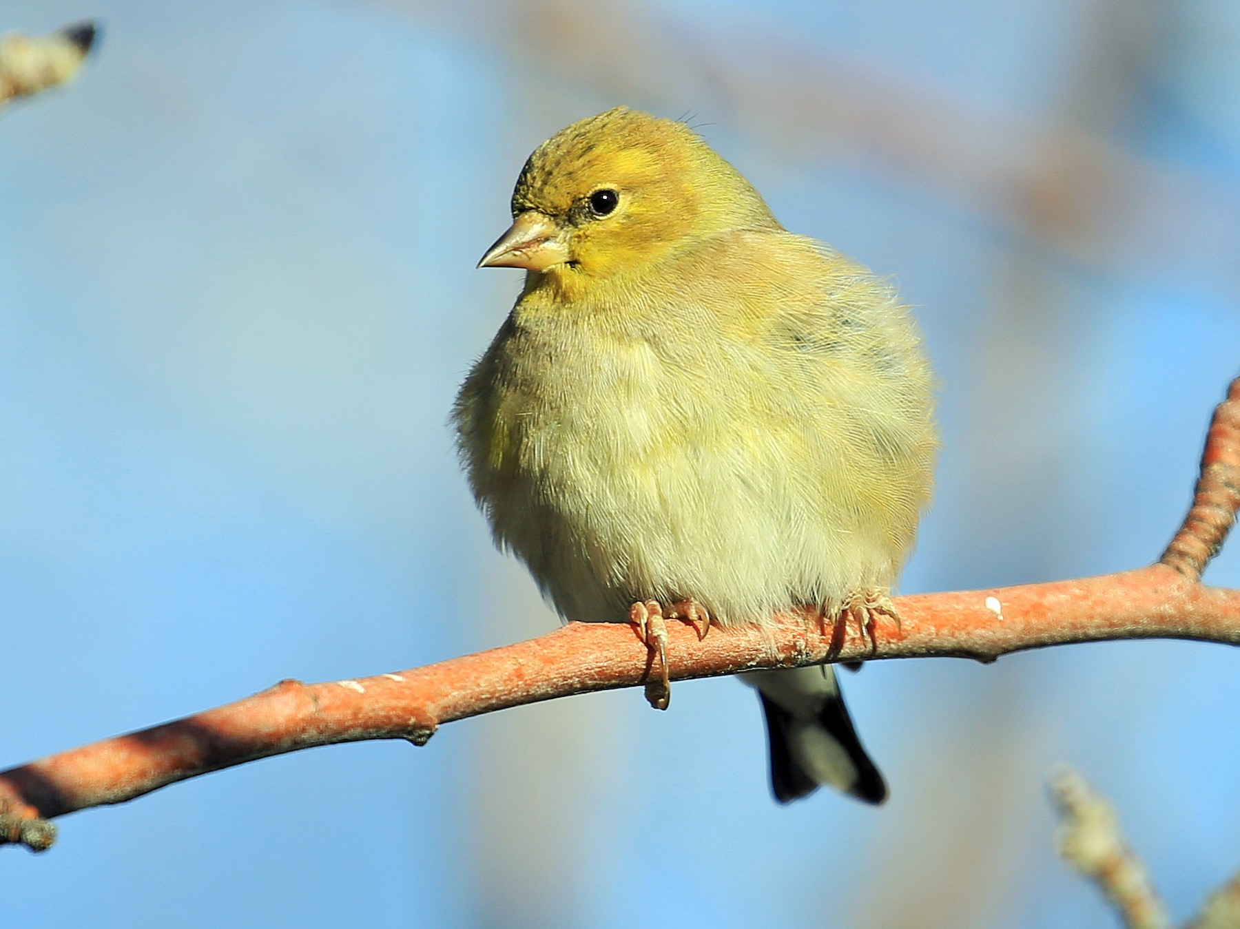 Juvenile American Goldfinch