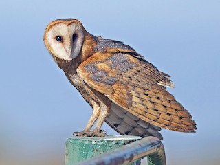 American Barn Owl - eBird