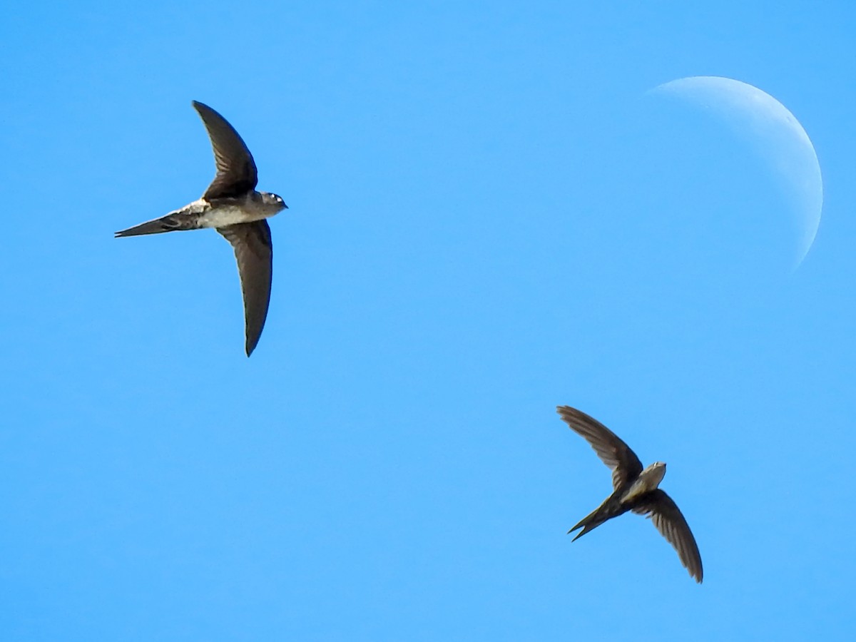 Pygmy Palm Swift - Tachornis furcata - Birds of the World