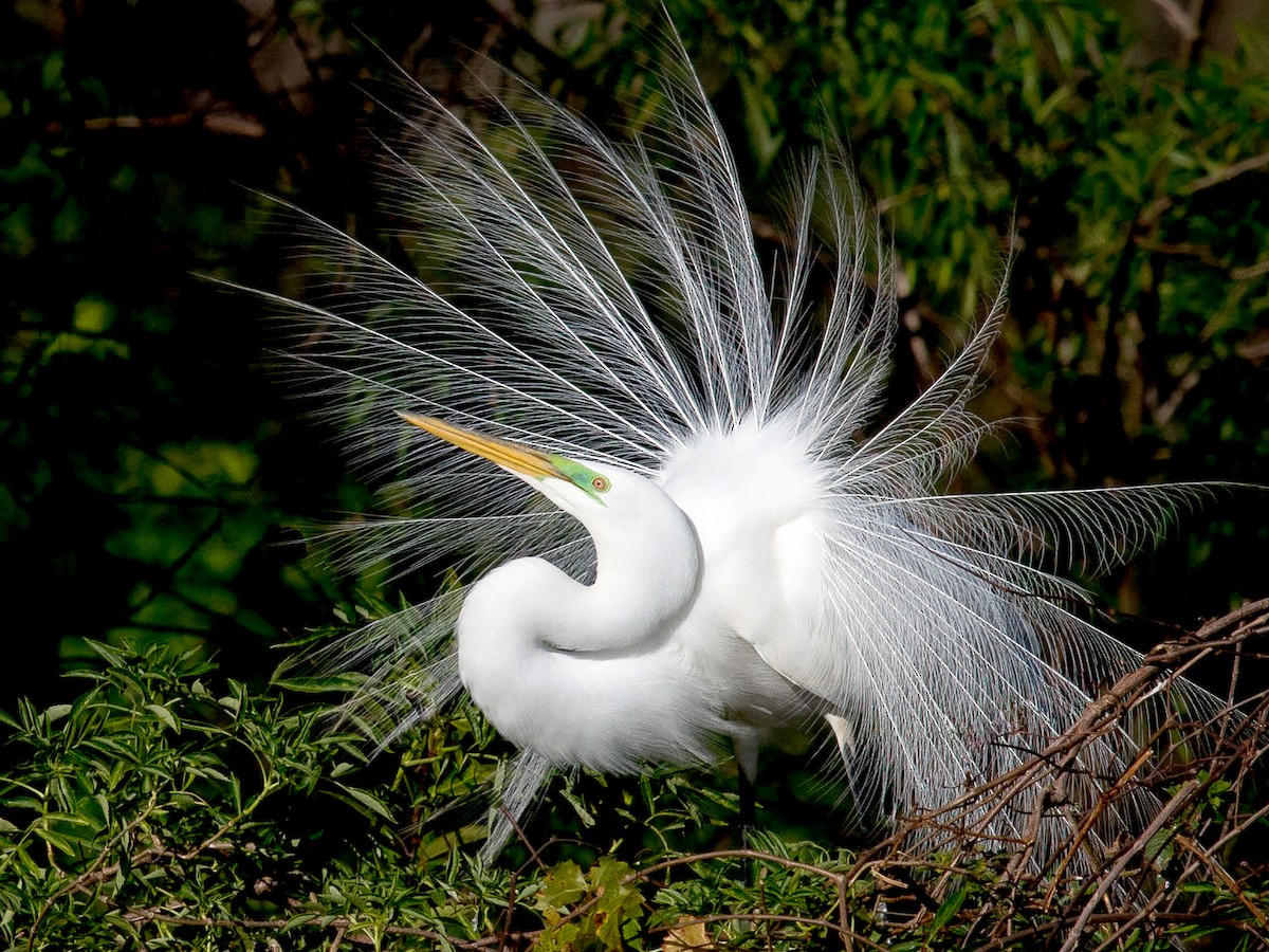 Great Egret - Ardea alba - Birds of the World