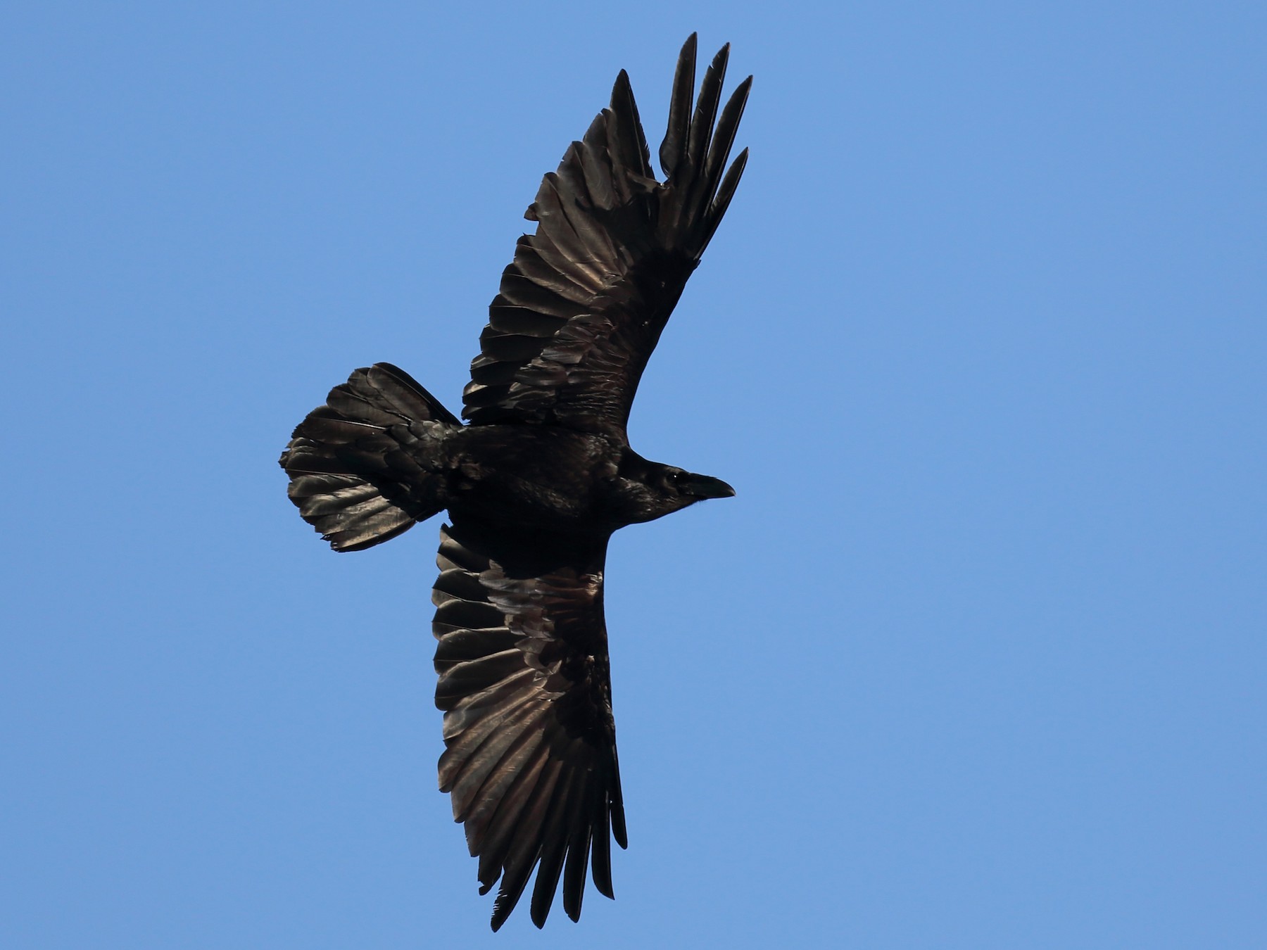 Common Raven - eBird