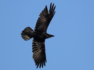 Common Raven - Pennsylvania Bird Atlas