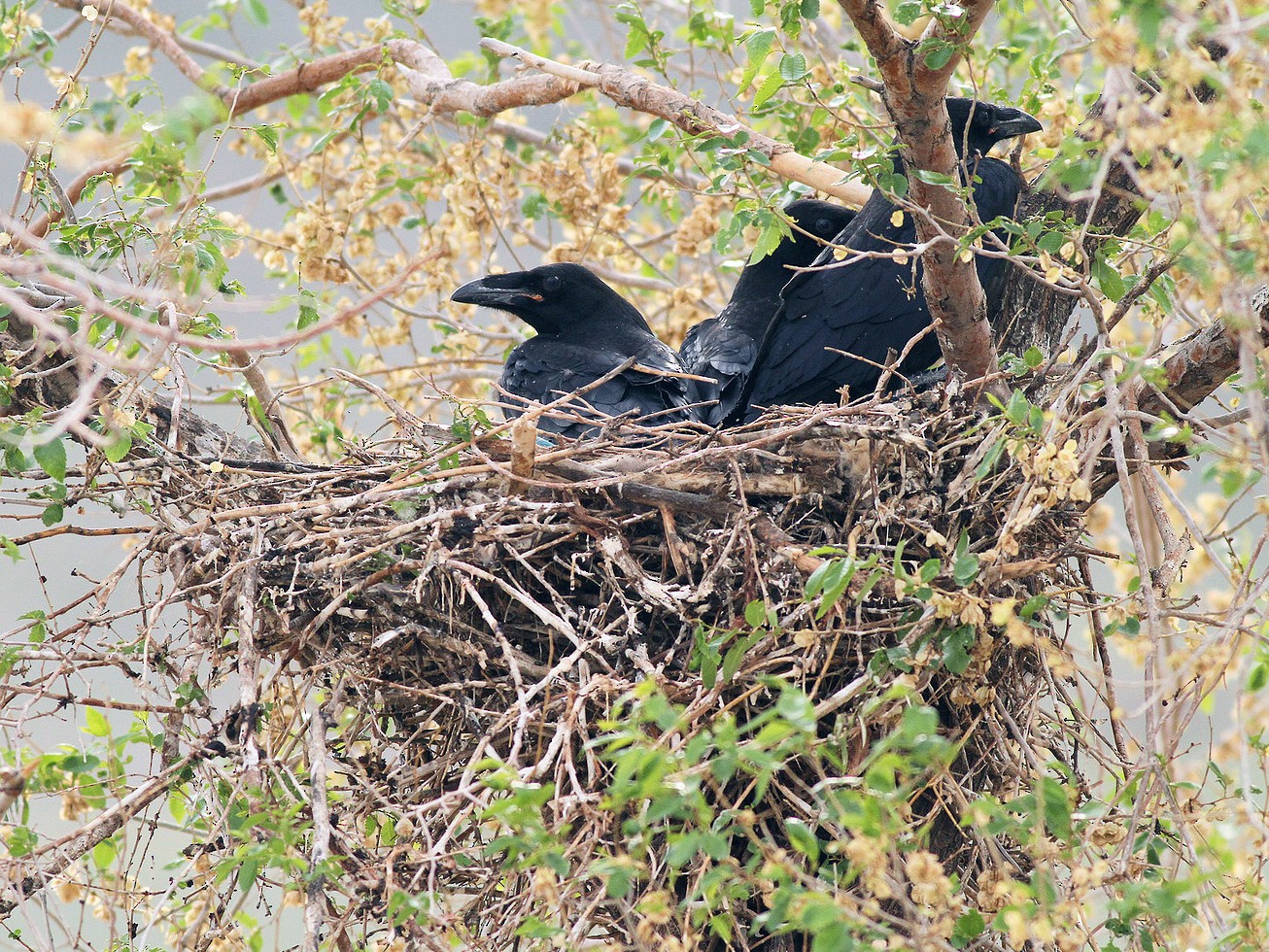 Cuervo Común - eBird