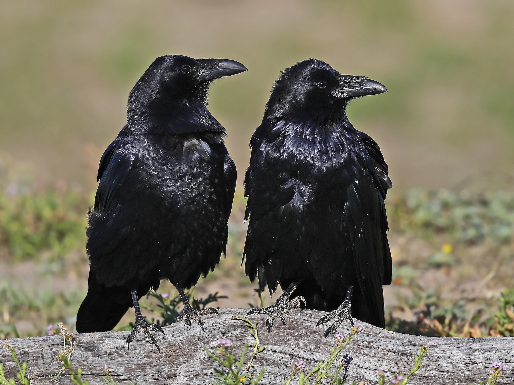 Common Raven - eBird