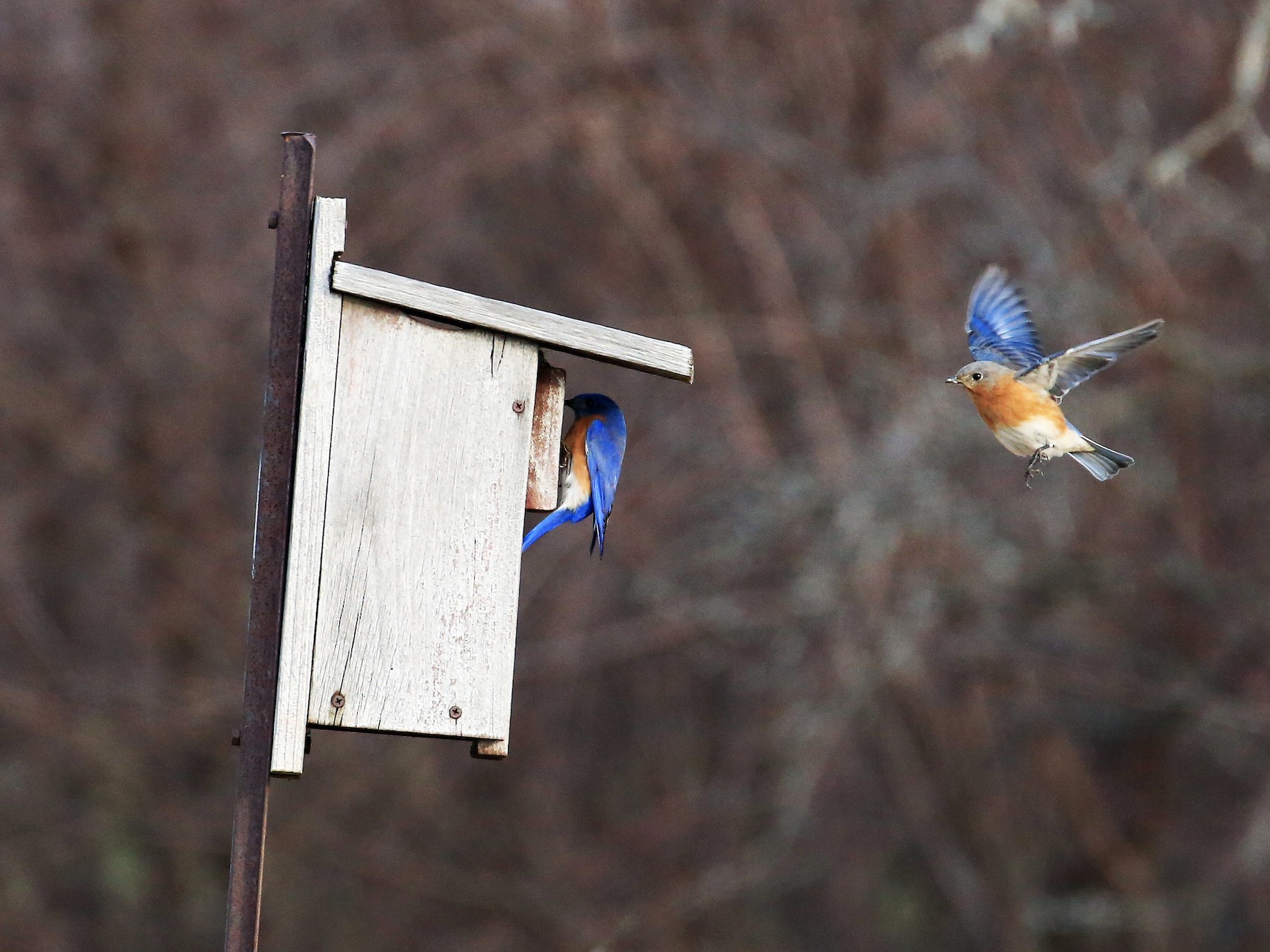 Eastern Bluebird - eBird