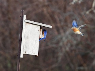  - Eastern Bluebird