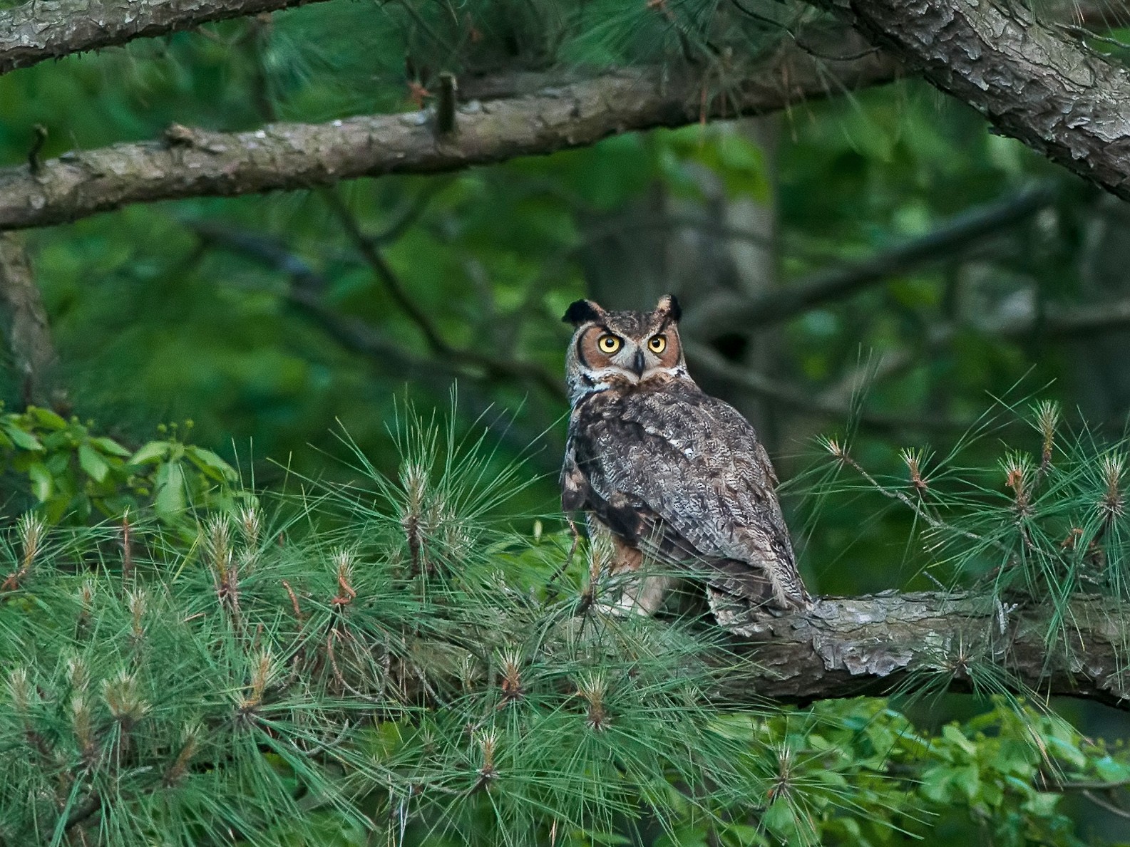 Great Horned Owl - eBird