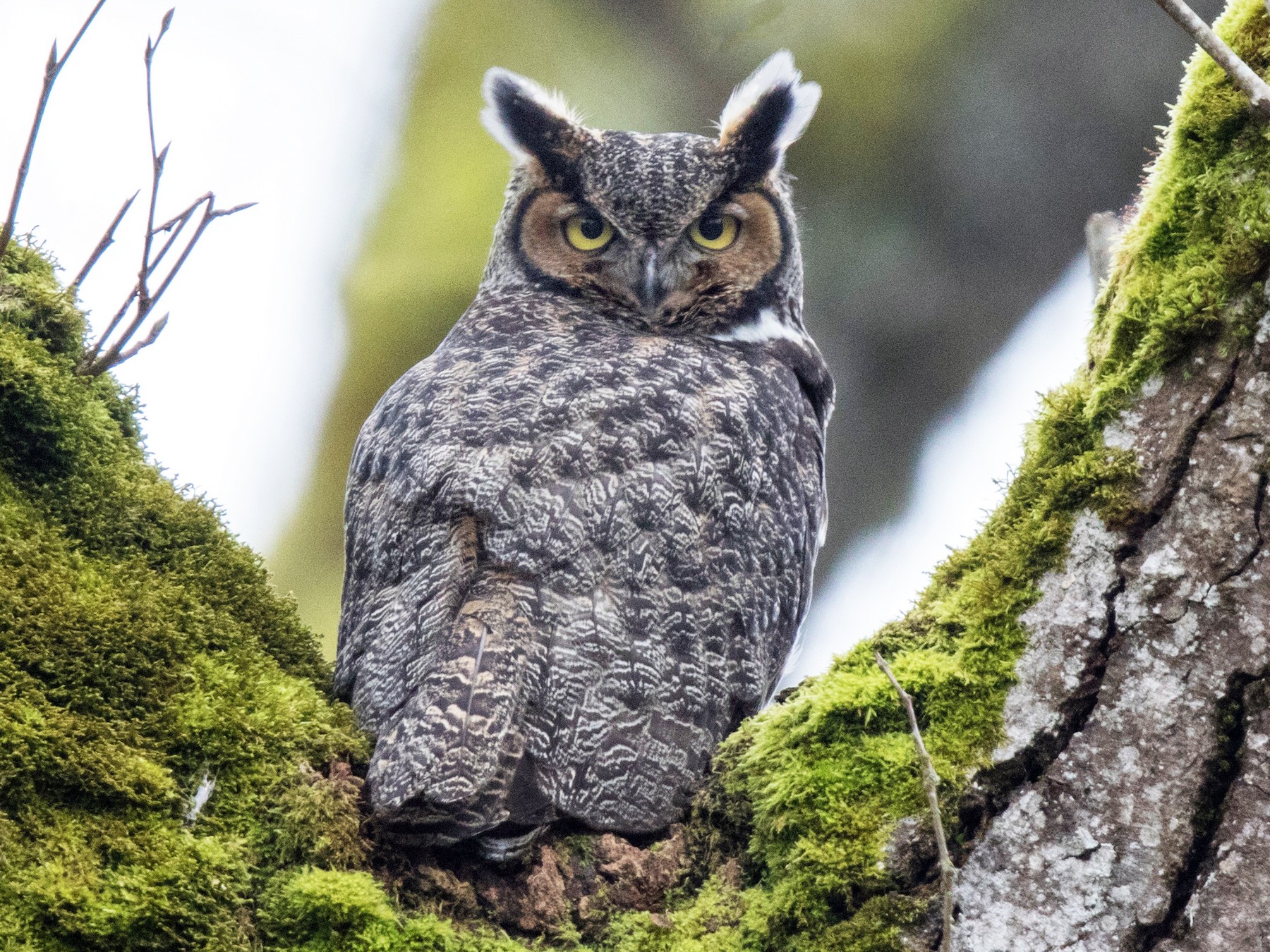 Great Horned Owl - eBird