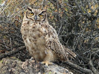 Lesser Horned Owl - eBird