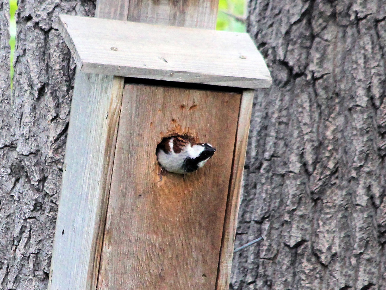 House Sparrow - eBird