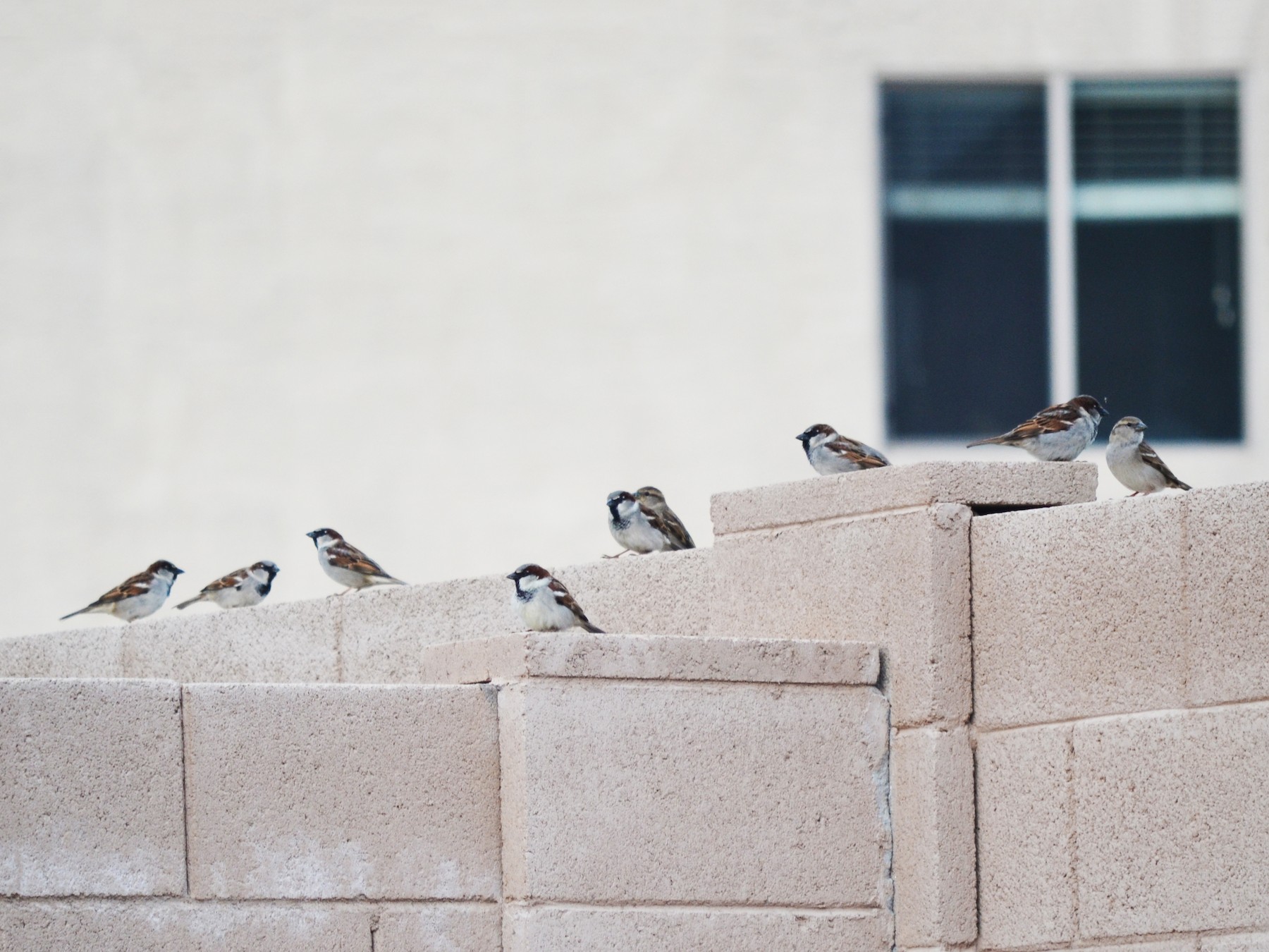 House Sparrow - eBird
