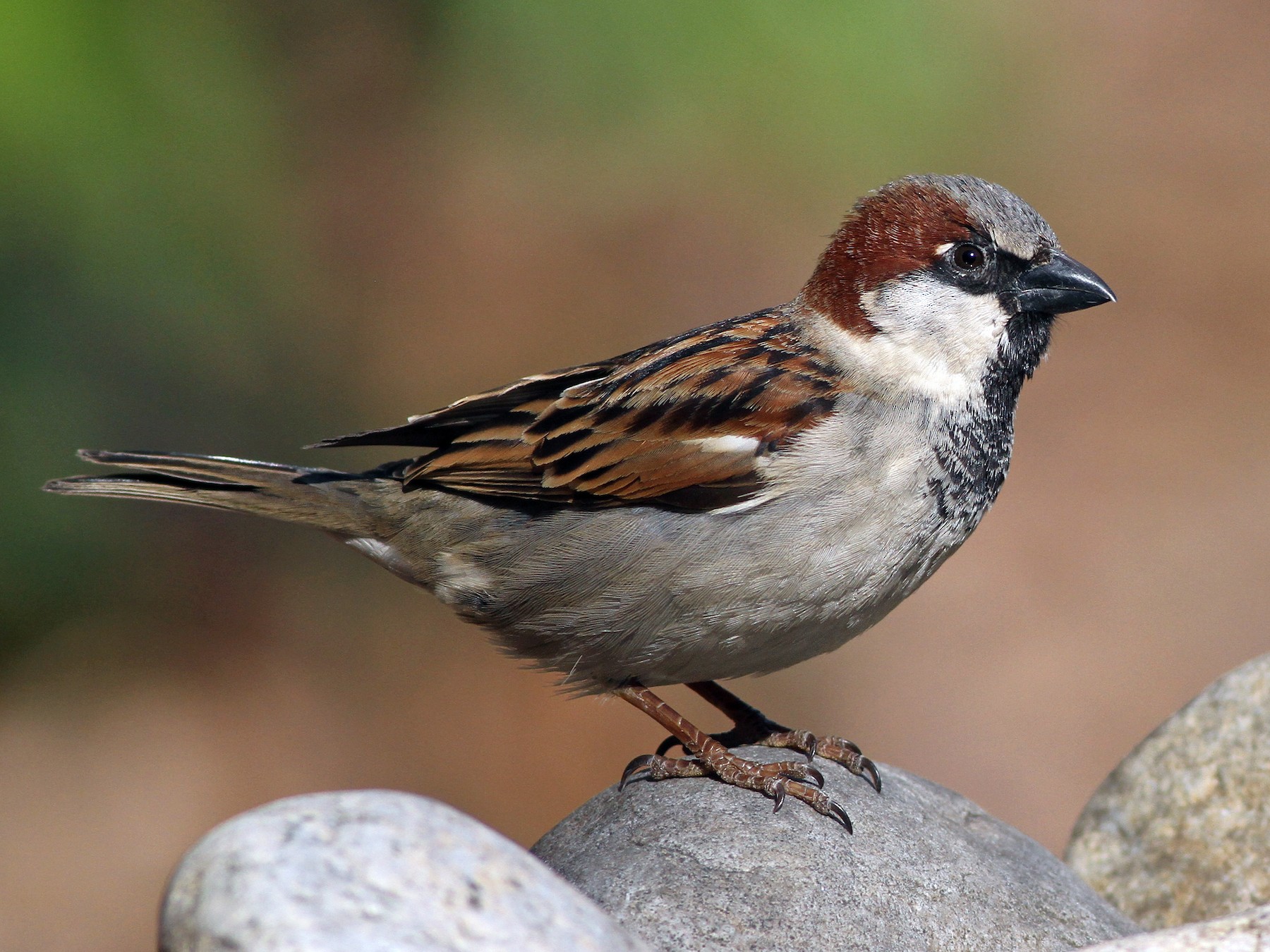 Gorrión común - eBird